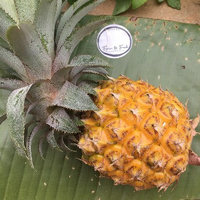Organic Thai Pineapple 1kg | FARMTOTRUCKTHAILAND.